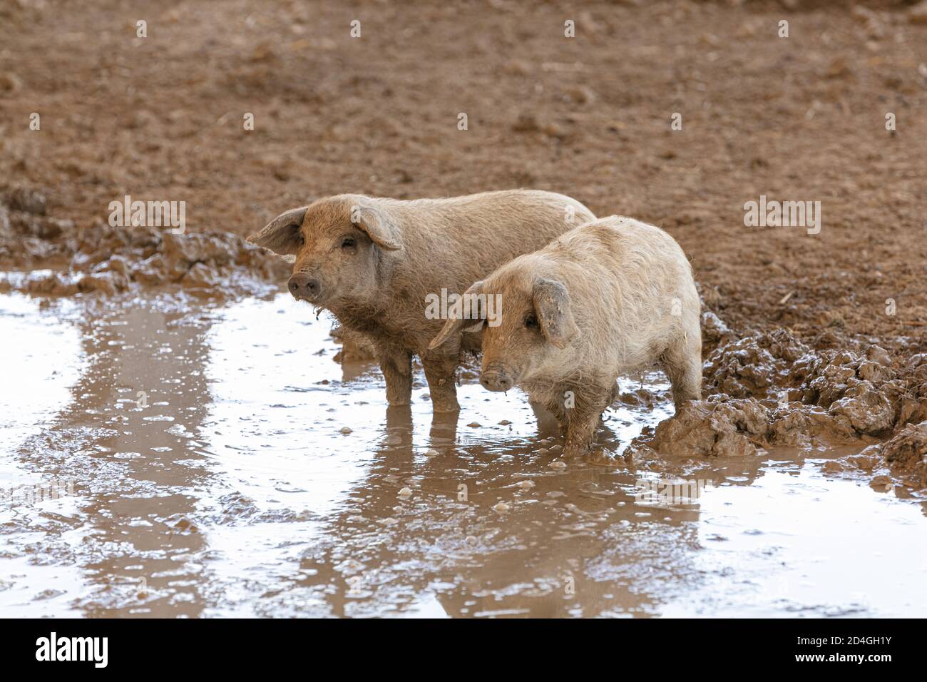 Wooly pig babies in mud on a farm Stock Photo - Alamy