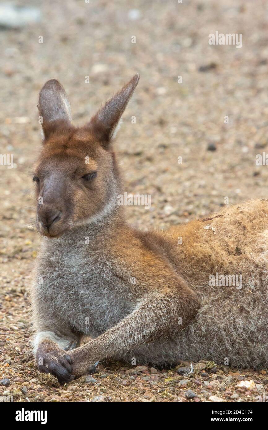 laying Western grey kangaroo in John Forrest National Park, Perth ...