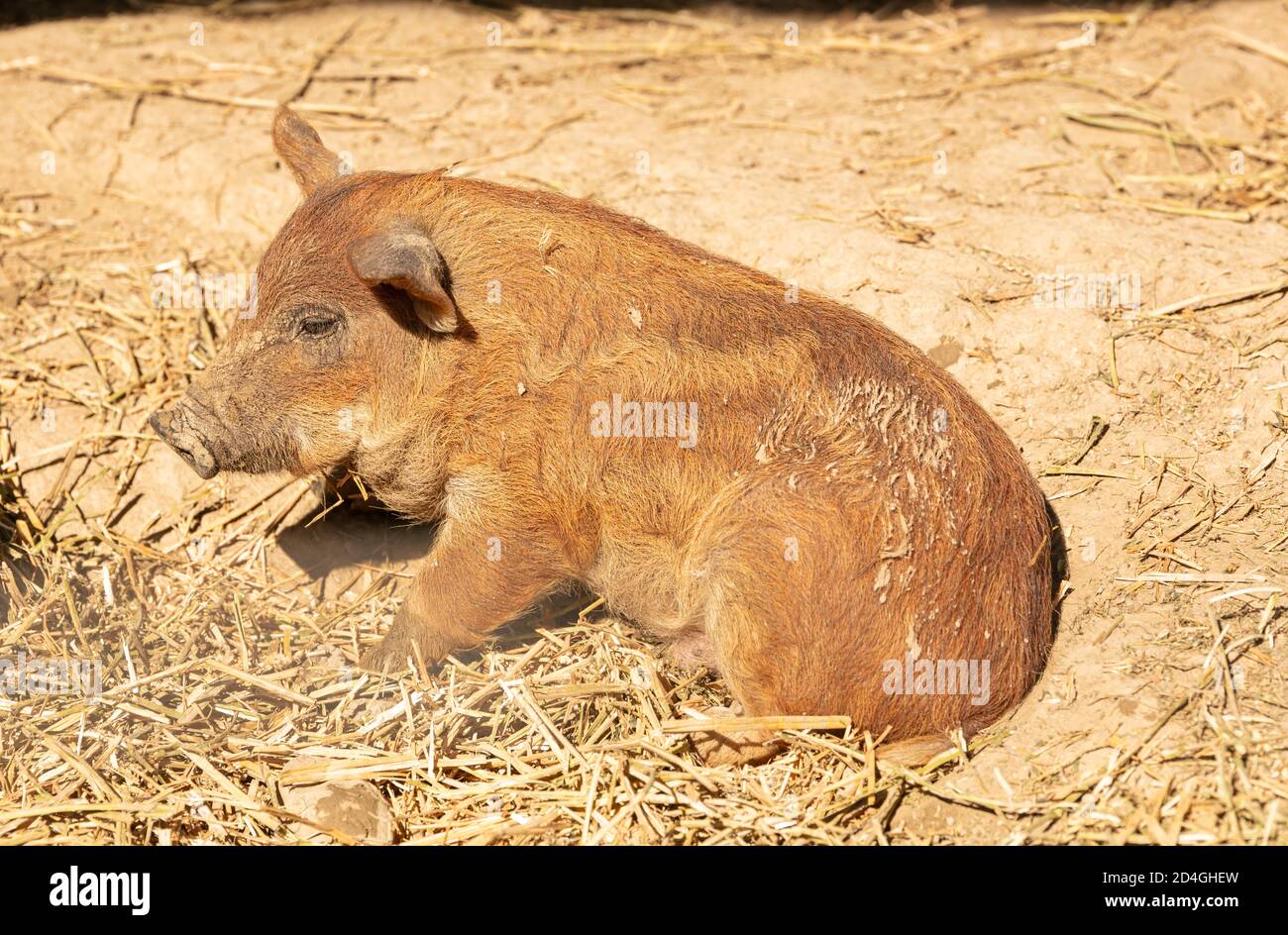 Wooly baby pigs in a farm Stock Photo - Alamy
