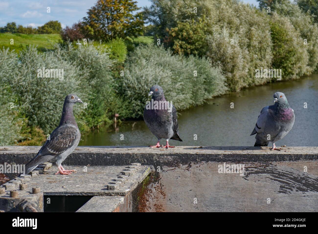 Feral pigeons perched on sluice gate. East Frisia. Germany Stock Photo ...