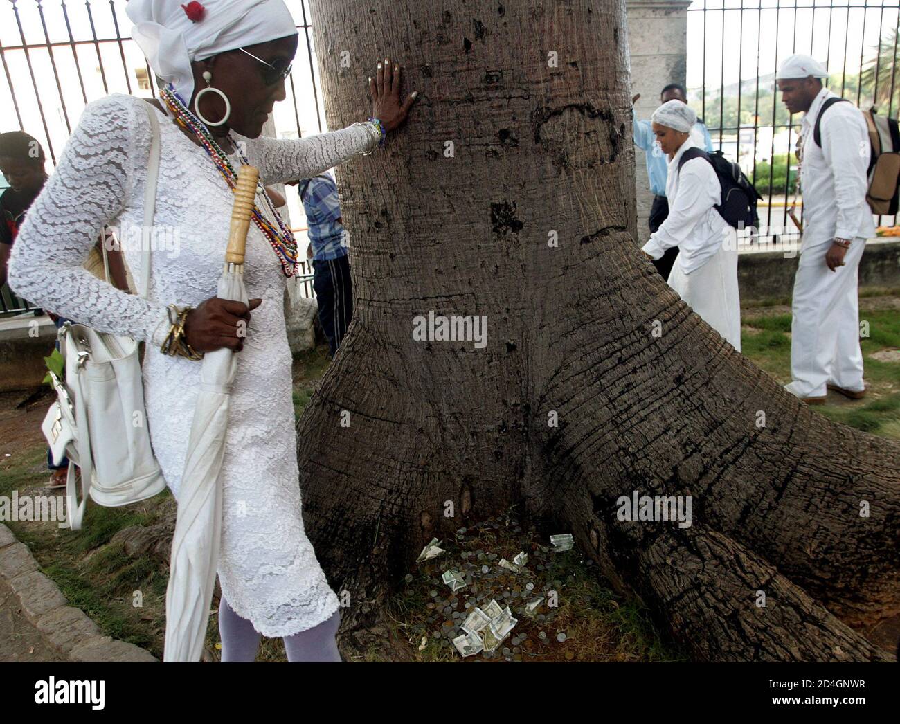 Ceiba tree cuba hi-res stock photography and images - Alamy