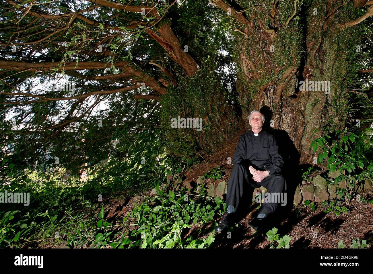 St cynog’s yew hi-res stock photography and images - Alamy