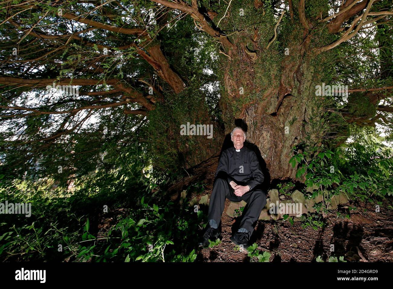 St cynog’s yew hi-res stock photography and images - Alamy