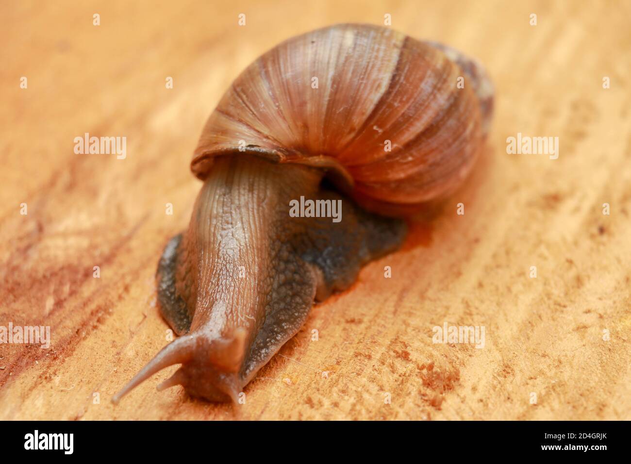 Giant snail, Scutalus, Achatina fulica. Crawling on wood in the ...