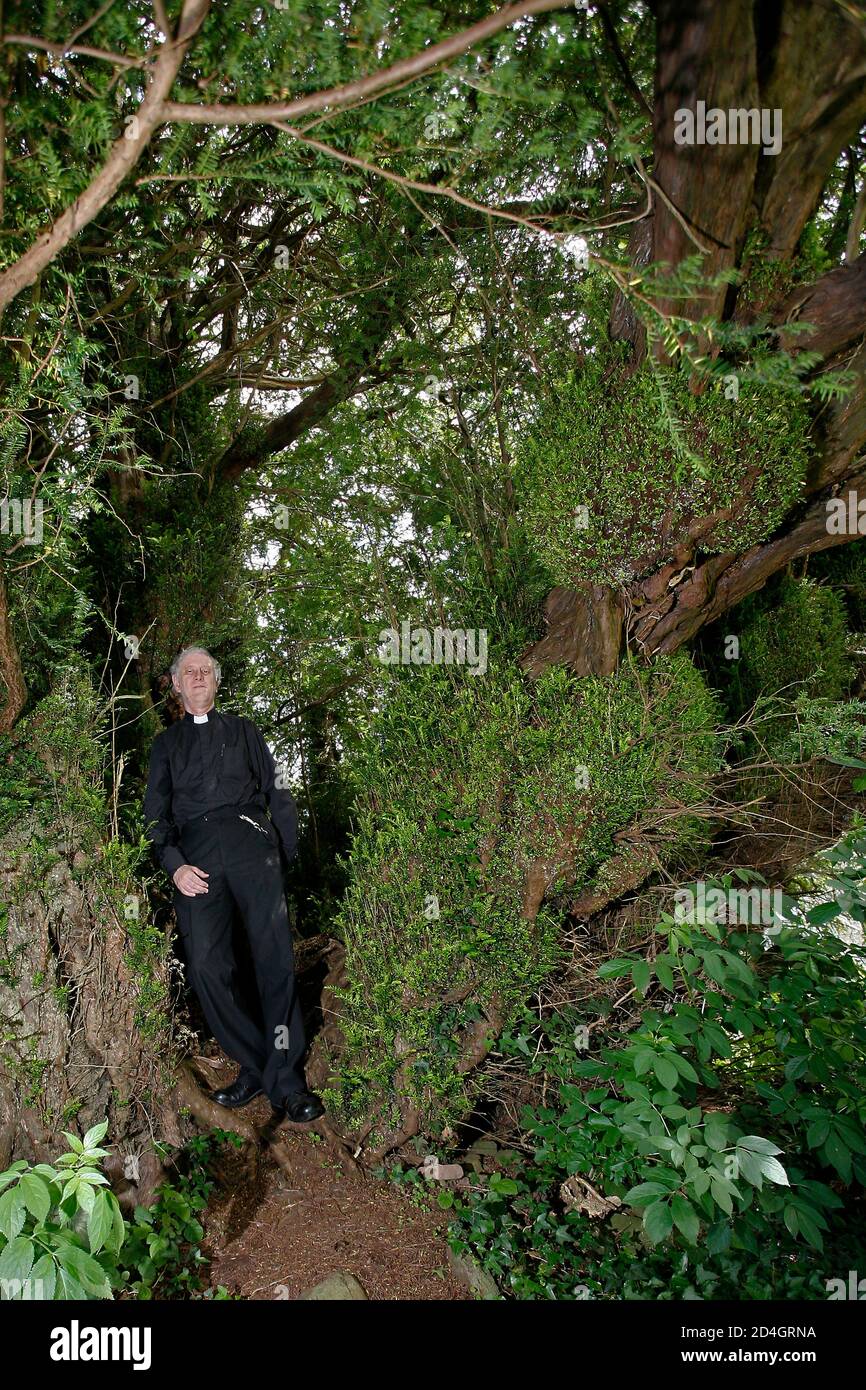 Defynnog yew tree hi-res stock photography and images - Alamy