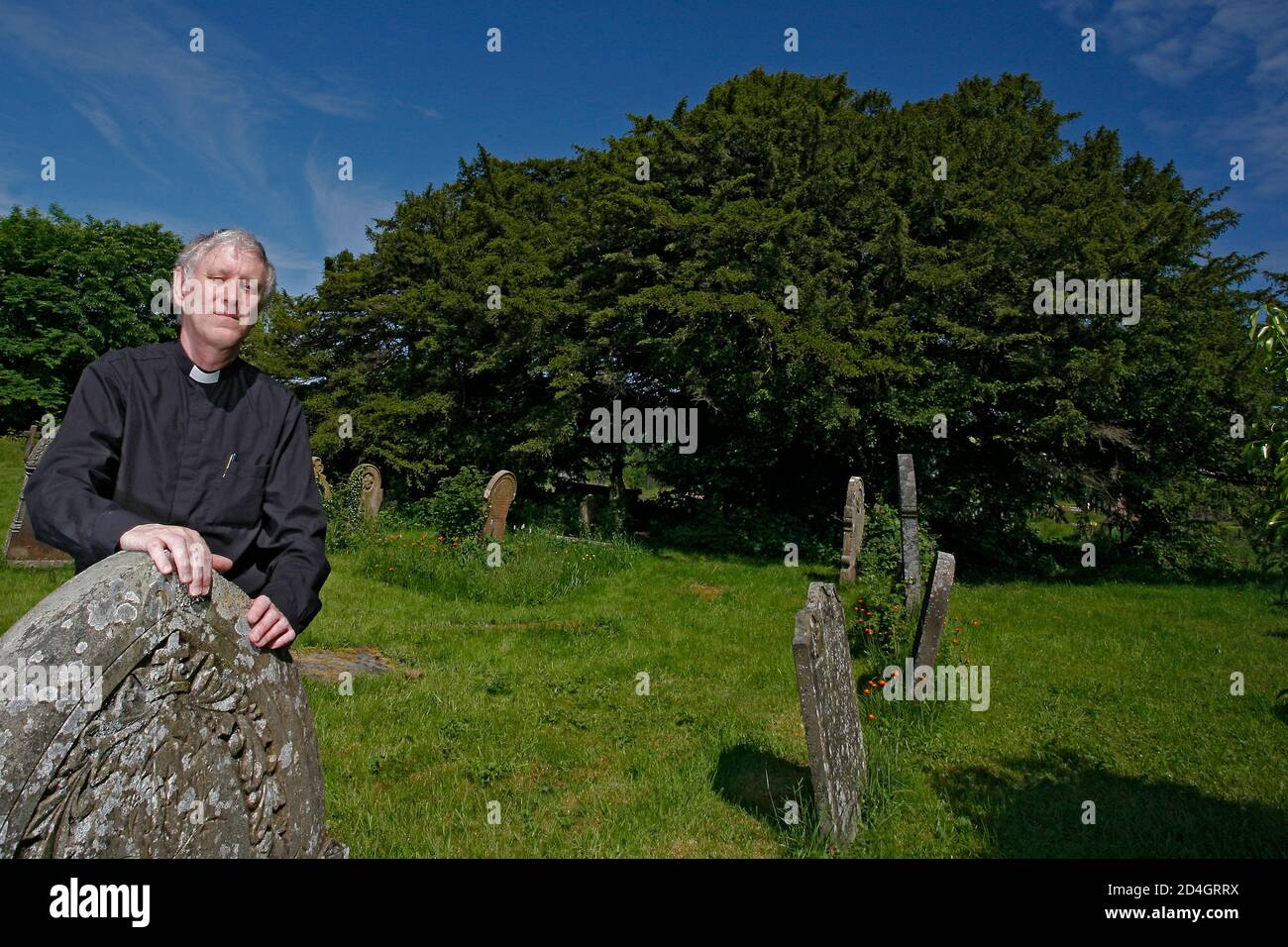 St cynog’s yew hi-res stock photography and images - Alamy