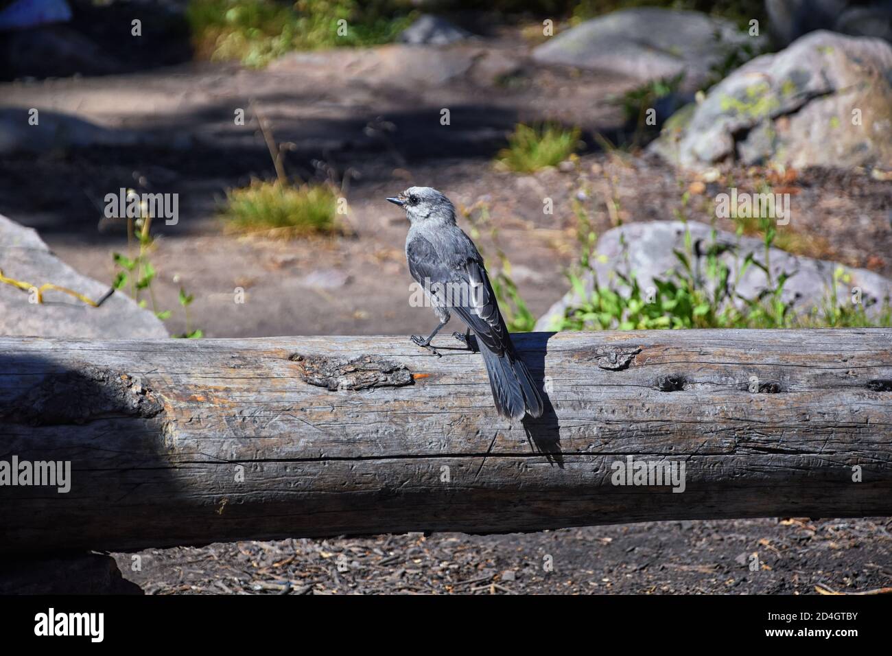 Gray Jay (PERISOREUS CANADENSIS) bird widespread of the boreal and ...