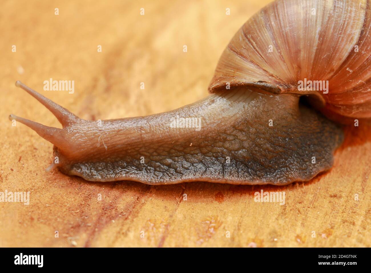 Giant snail, Scutalus, Achatina fulica. Crawling on wood in the ...