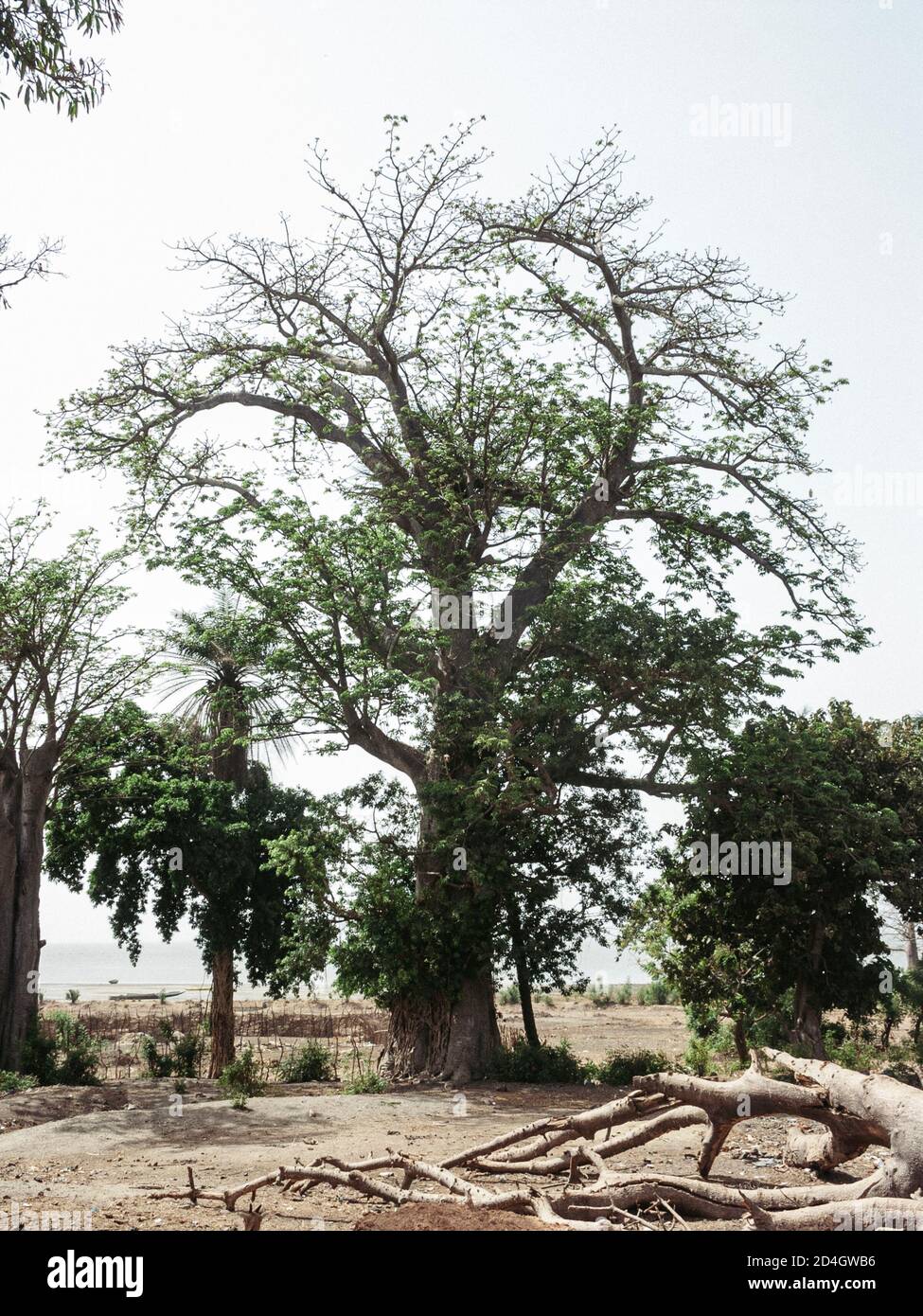 big baobab tree Stock Photo - Alamy
