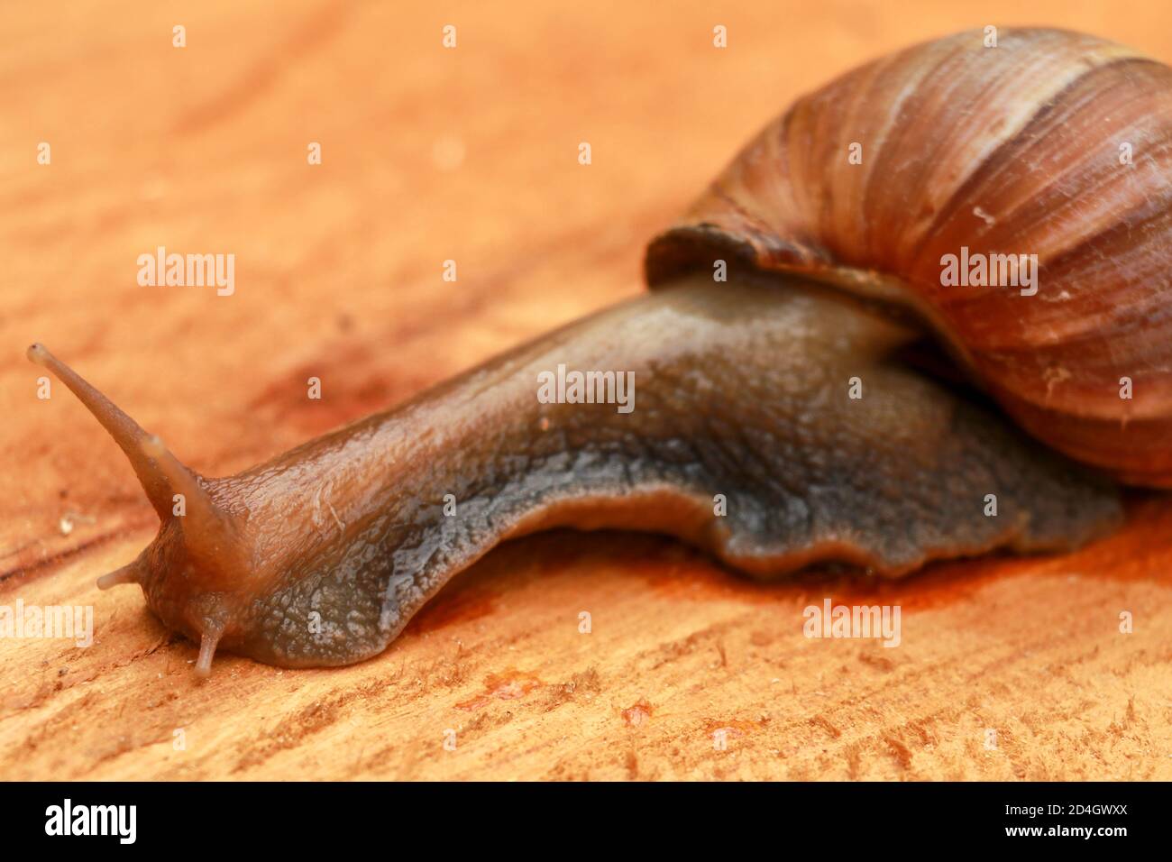 Giant snail, Scutalus, Achatina fulica. Crawling on wood in the ...