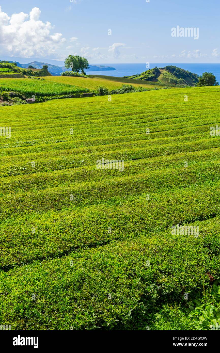 View on tea plantation rows in Gorreana. The oldest, and only, tea ...