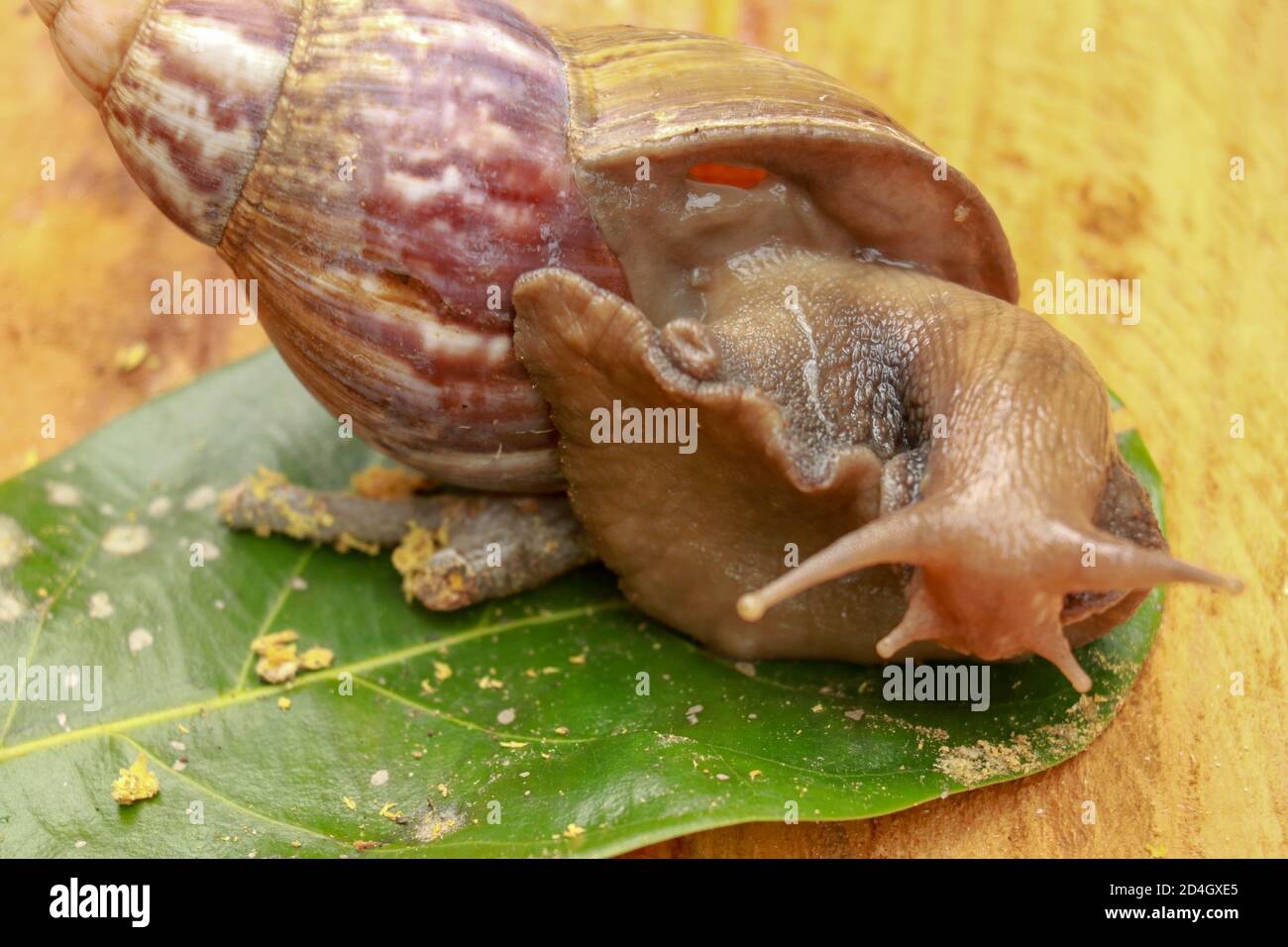 Giant African Land Snail Achatina Fulica Large Land Snail In