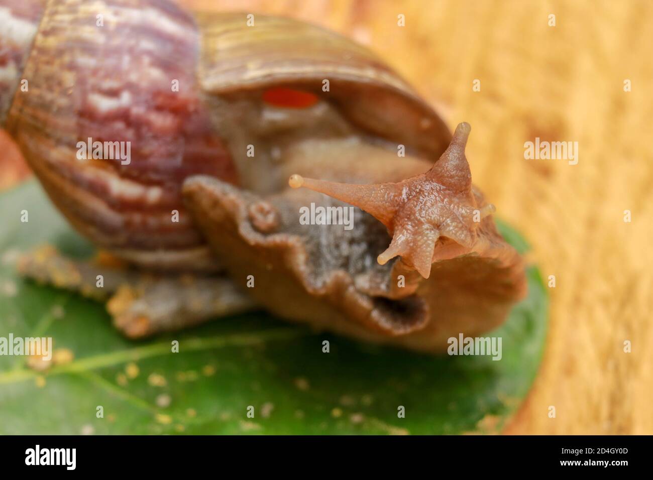 Giant African Land Snail Achatina Fulica Large Land Snail In