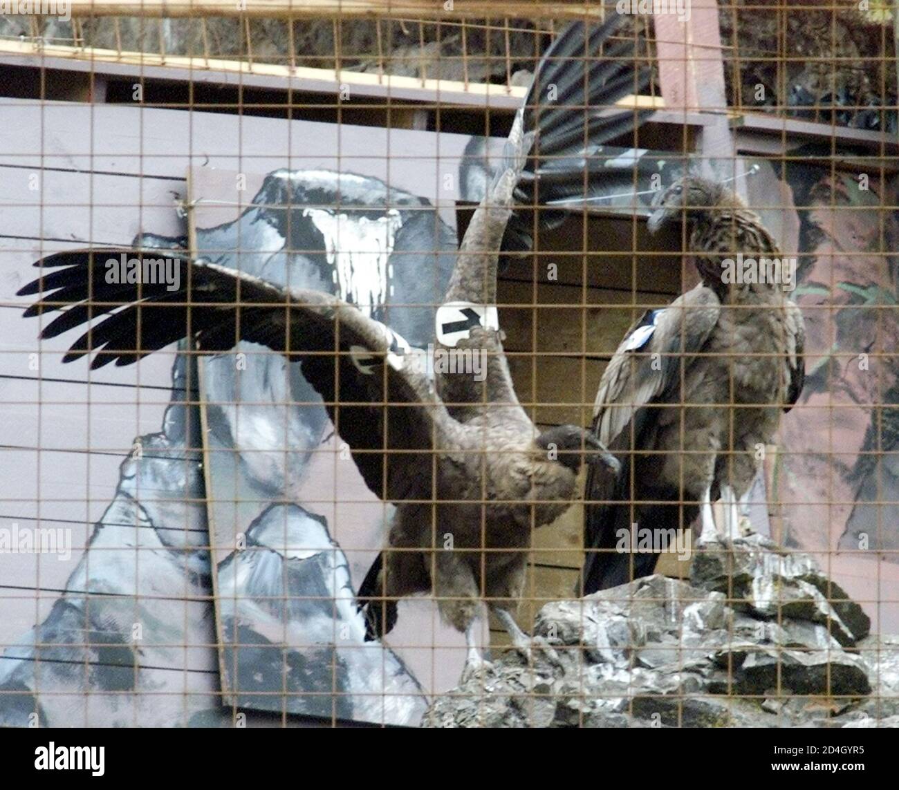 Condors in captivity hi-res stock photography and images - Alamy