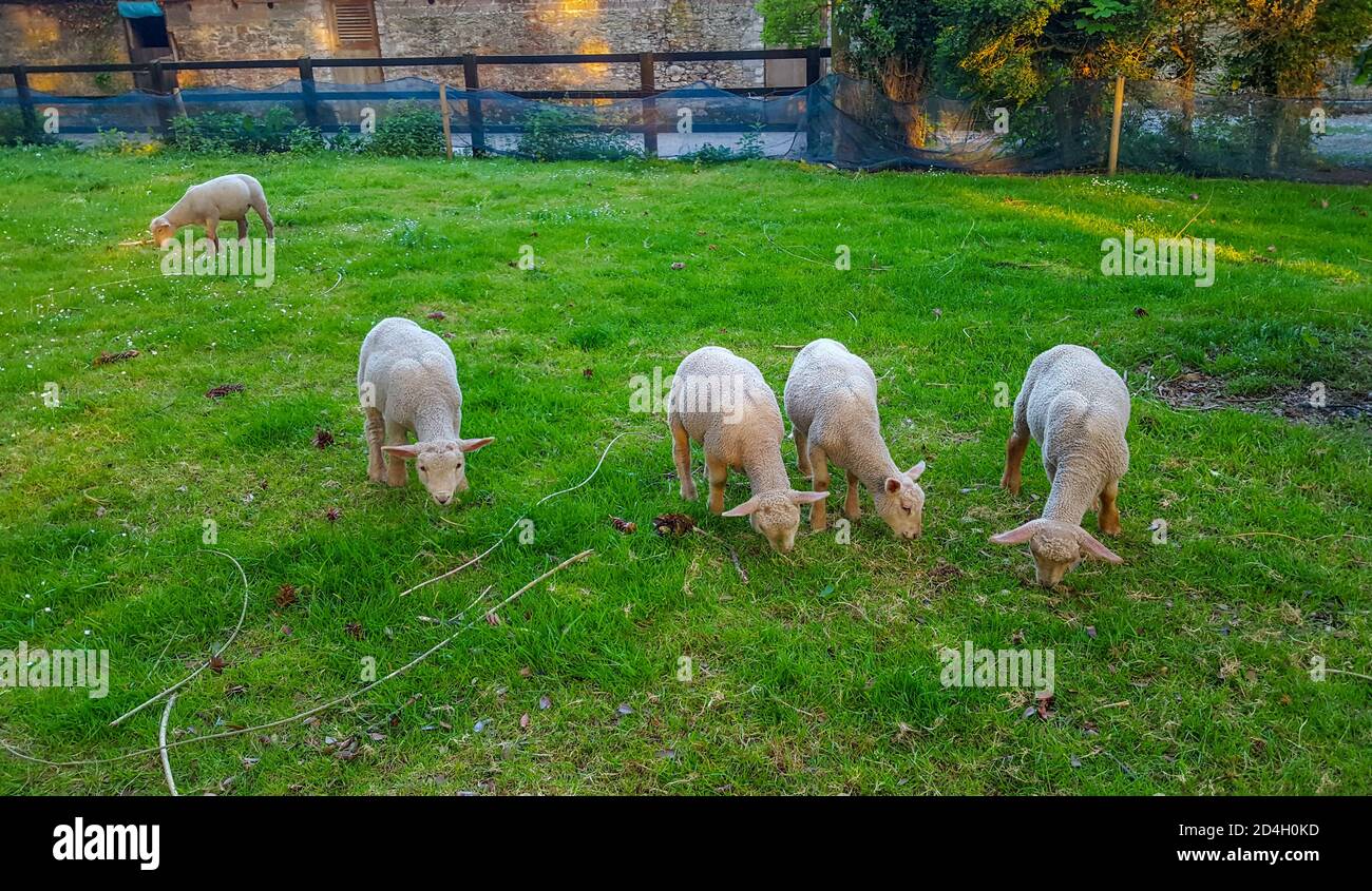 Farm animals enclosure hi-res stock photography and images - Alamy