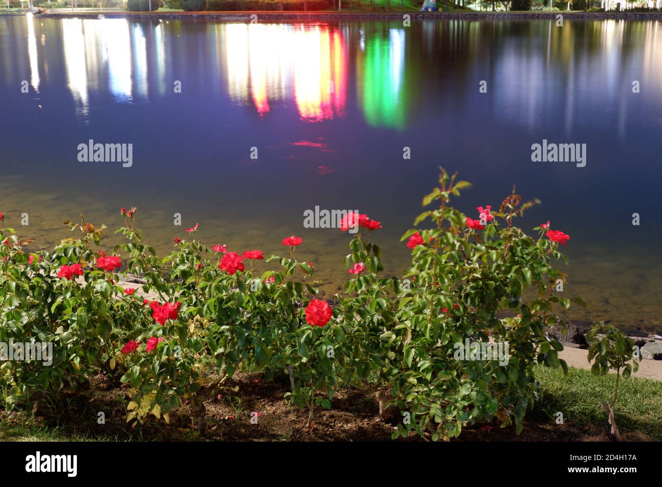 Red flowers at night Stock Photo - Alamy