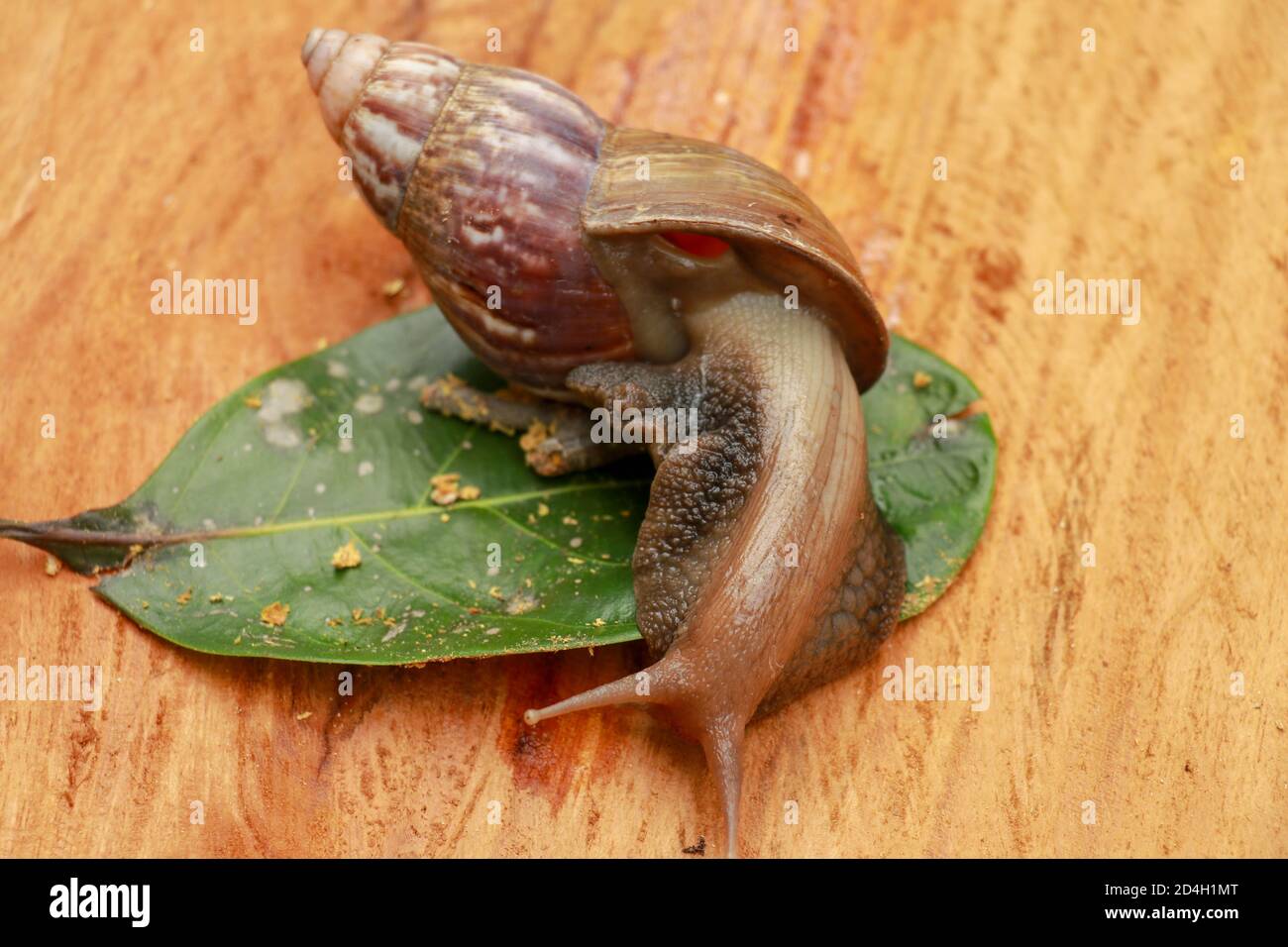 Giant African Land Snail Achatina Fulica Large Land Snail In