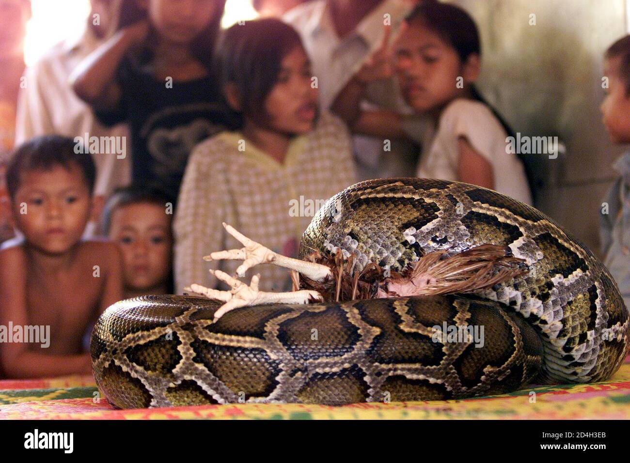 Dragon python hi-res stock photography and images - Alamy