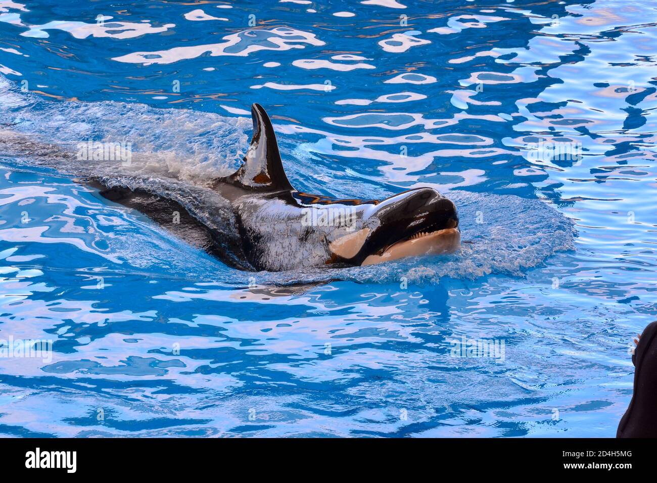 Mammal Orca Killer Whale Fish Stock Photo - Alamy