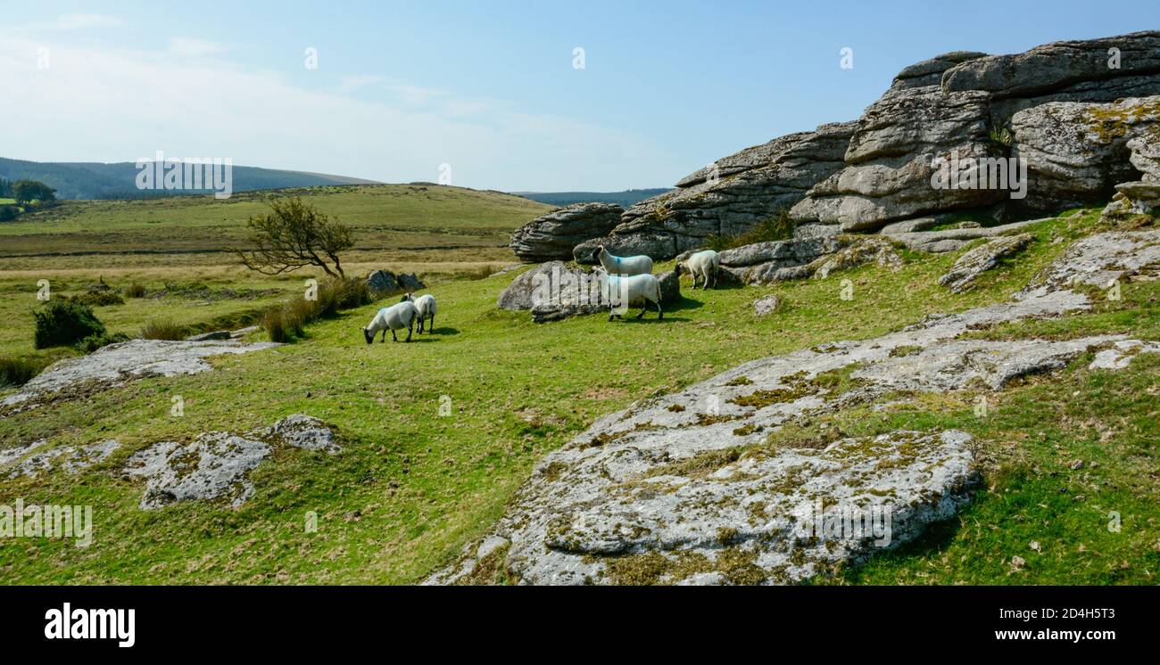 Middle Tor, Chagford Common on Dartmoor, Devon Stock Photo - Alamy