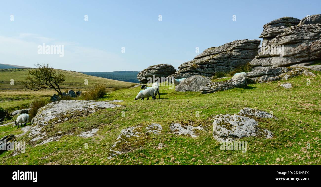 Middle Tor, Chagford Common on Dartmoor, Devon Stock Photo - Alamy