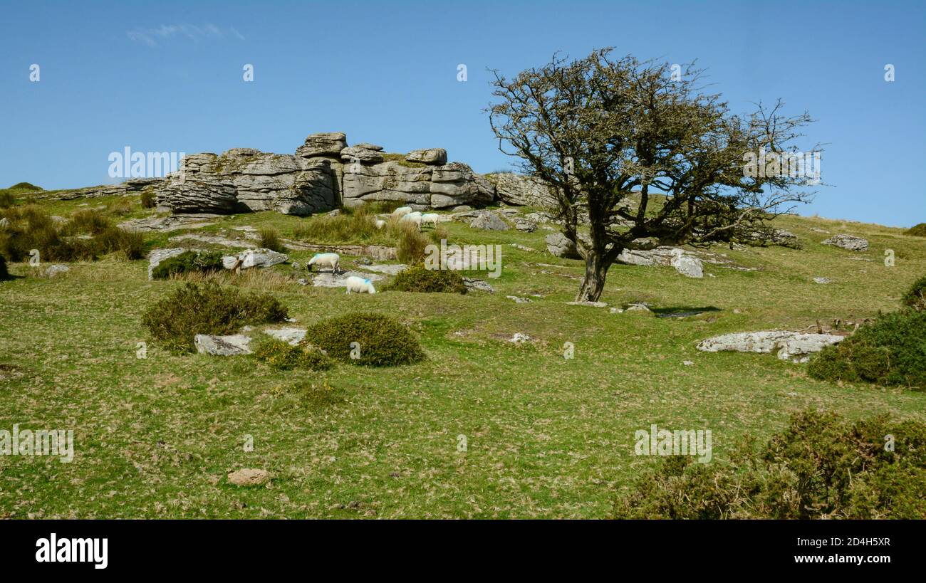 Middle Tor, Chagford Common on Dartmoor, Devon Stock Photo - Alamy