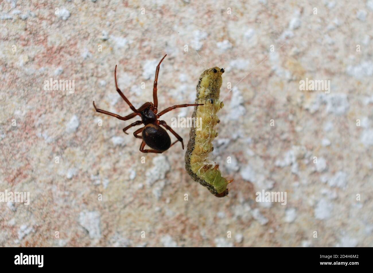 False widow spider uk hi-res stock photography and images - Alamy