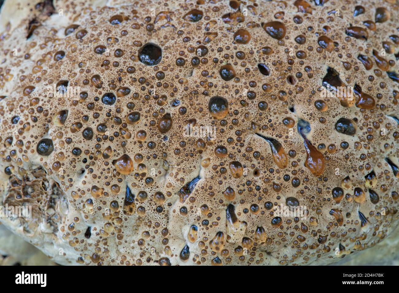 Oak Bracket Fungus: Inonotus dryadeus. At base of Oak tree. Surrey, UK ...