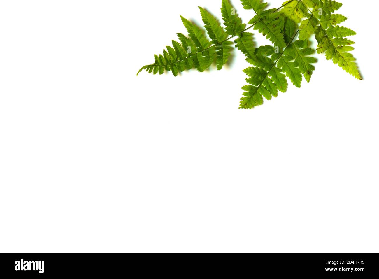 Conifers and fern leaves Stock Photo - Alamy