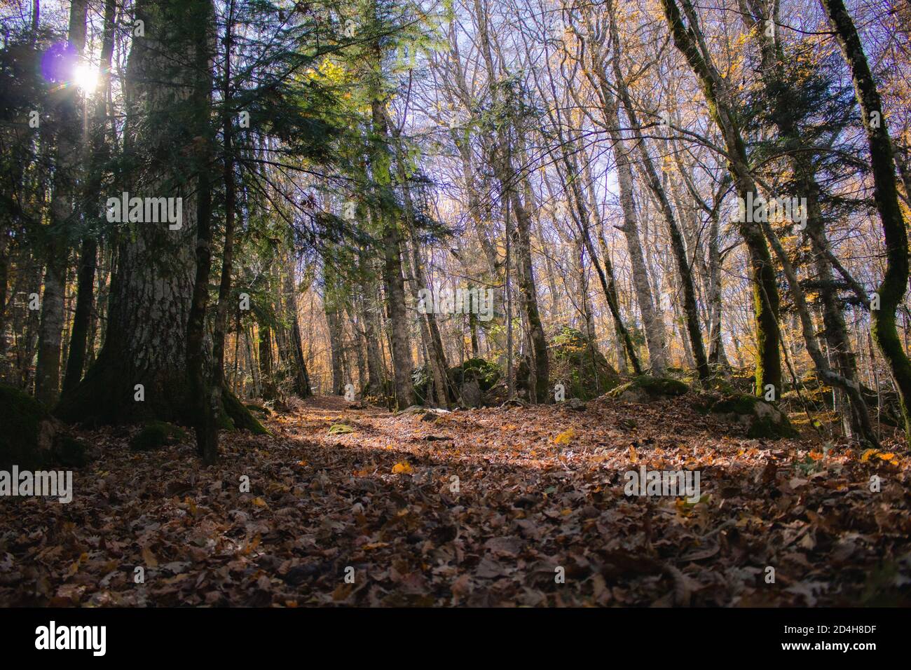forest wood tree autumn Stock Photo - Alamy