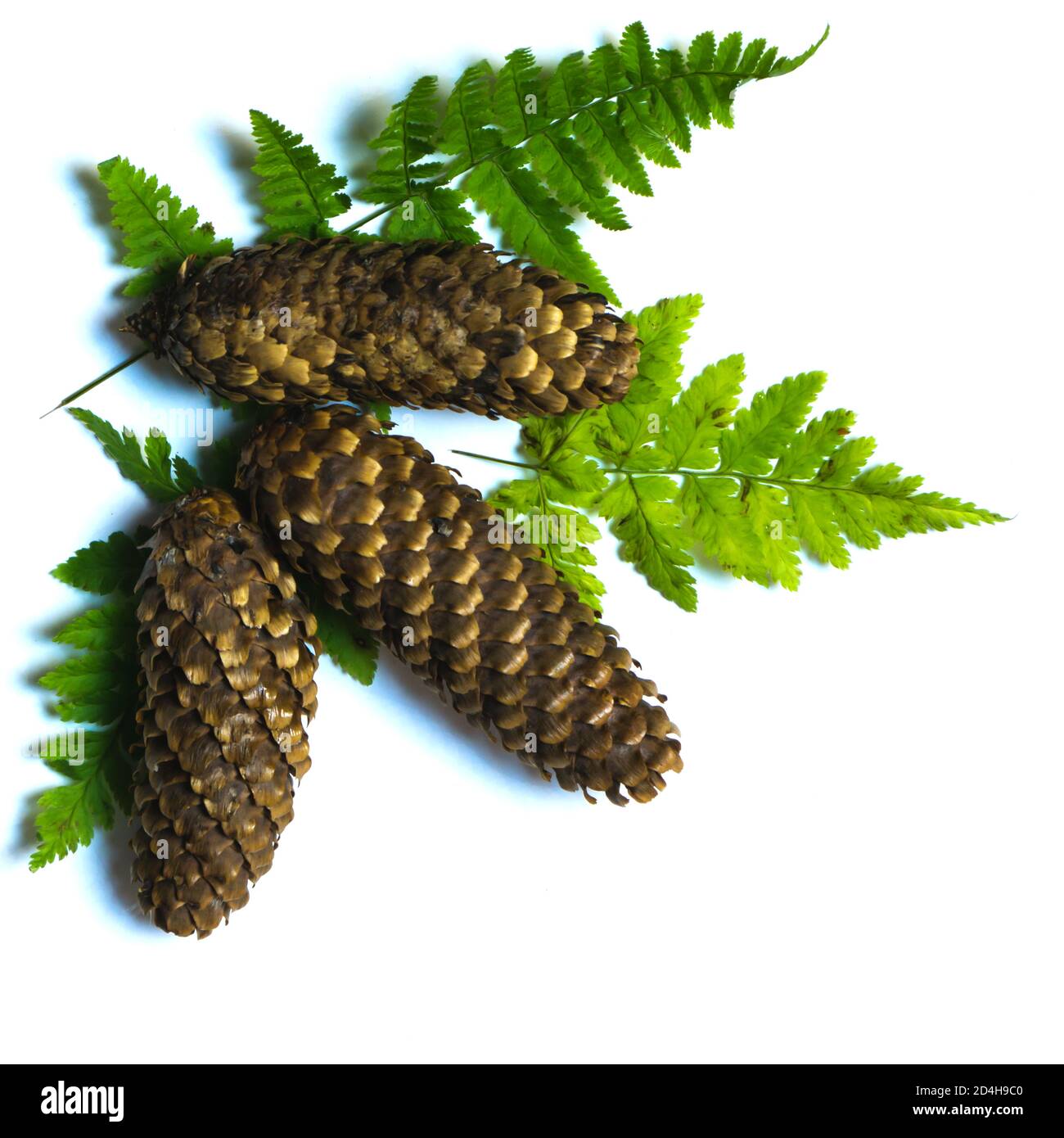 Conifers and fern leaves Stock Photo - Alamy