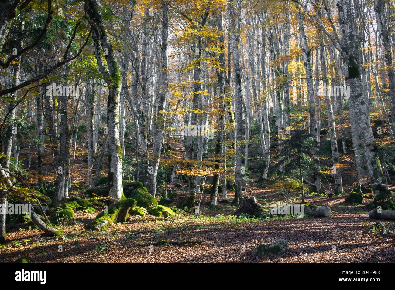 forest wood tree autumn Stock Photo - Alamy