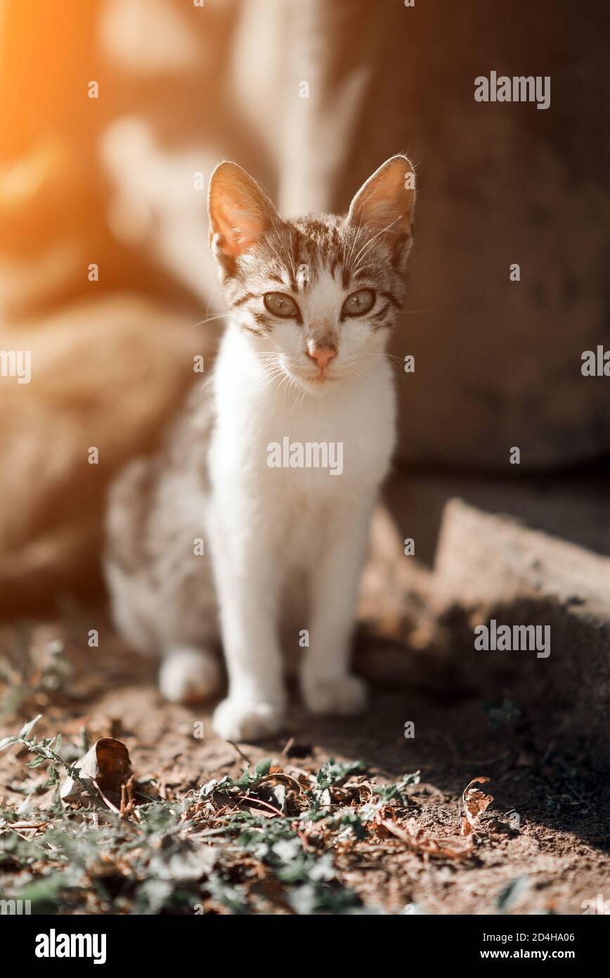 Cute cat sitting outside in the sunlight Stock Photo - Alamy