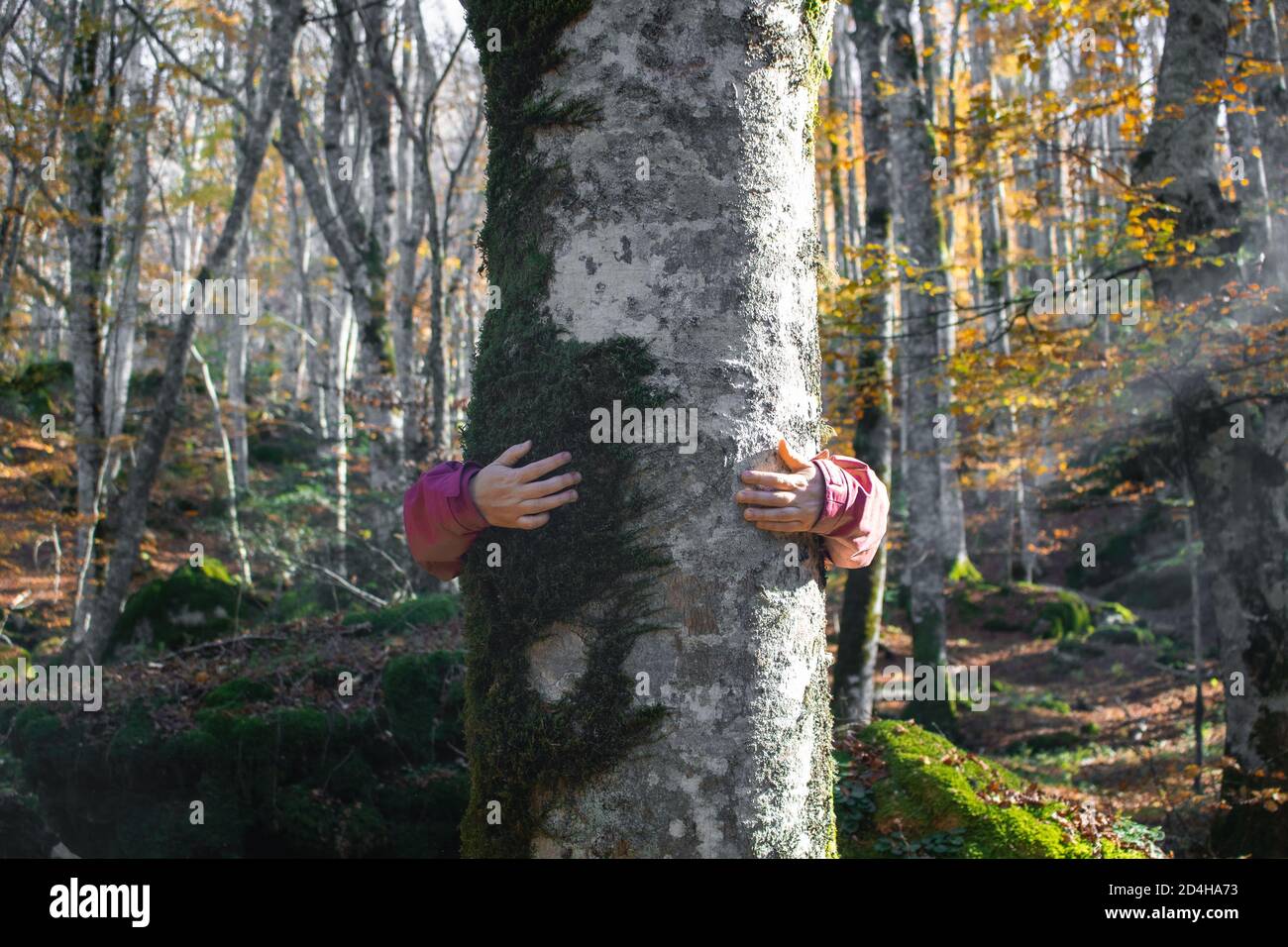 forest wood tree autumn Stock Photo - Alamy