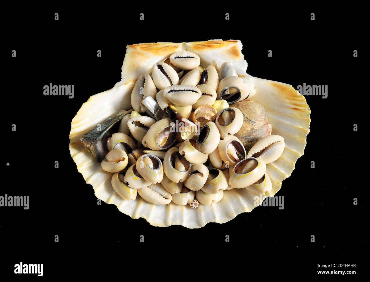 Tusk shell hi-res stock photography and images - Alamy