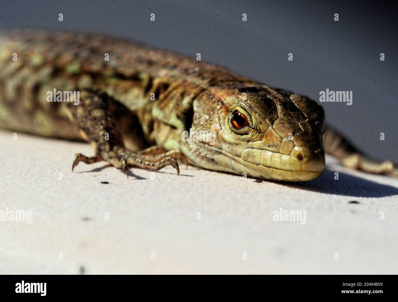 Macro of Small Lizard Stock Photo - Alamy