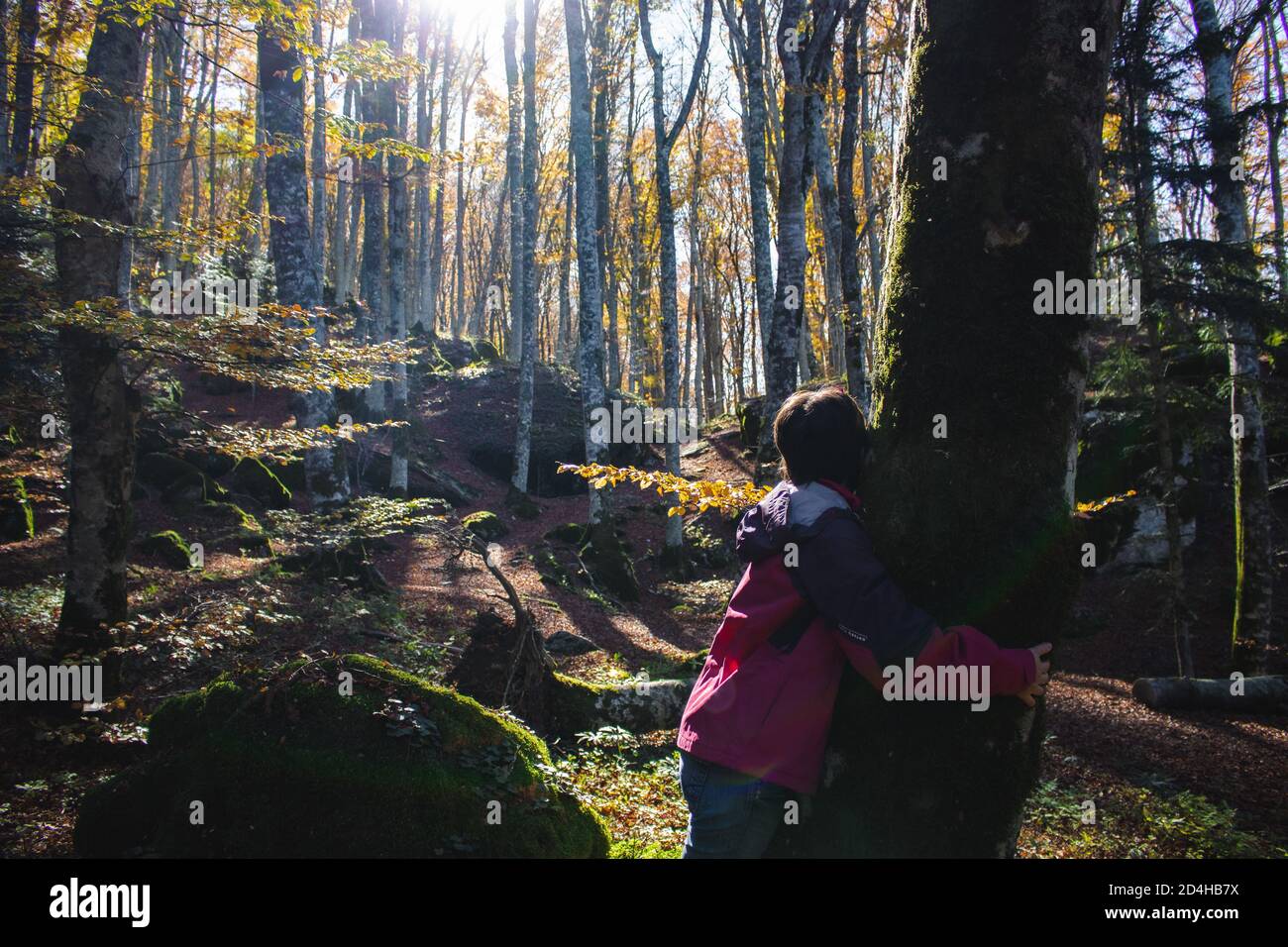 forest wood tree autumn Stock Photo - Alamy