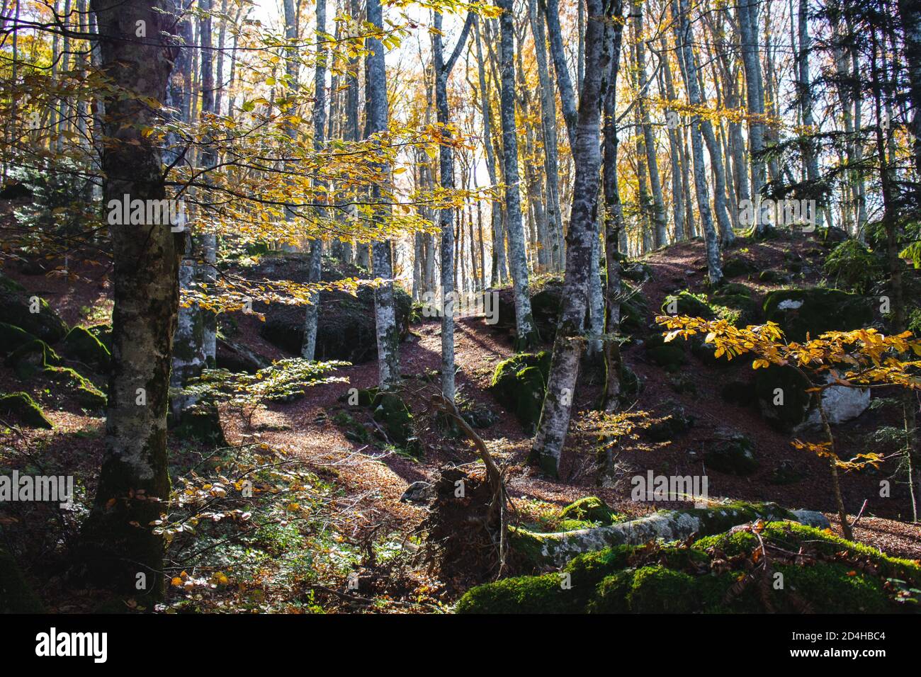 forest wood tree autumn Stock Photo - Alamy