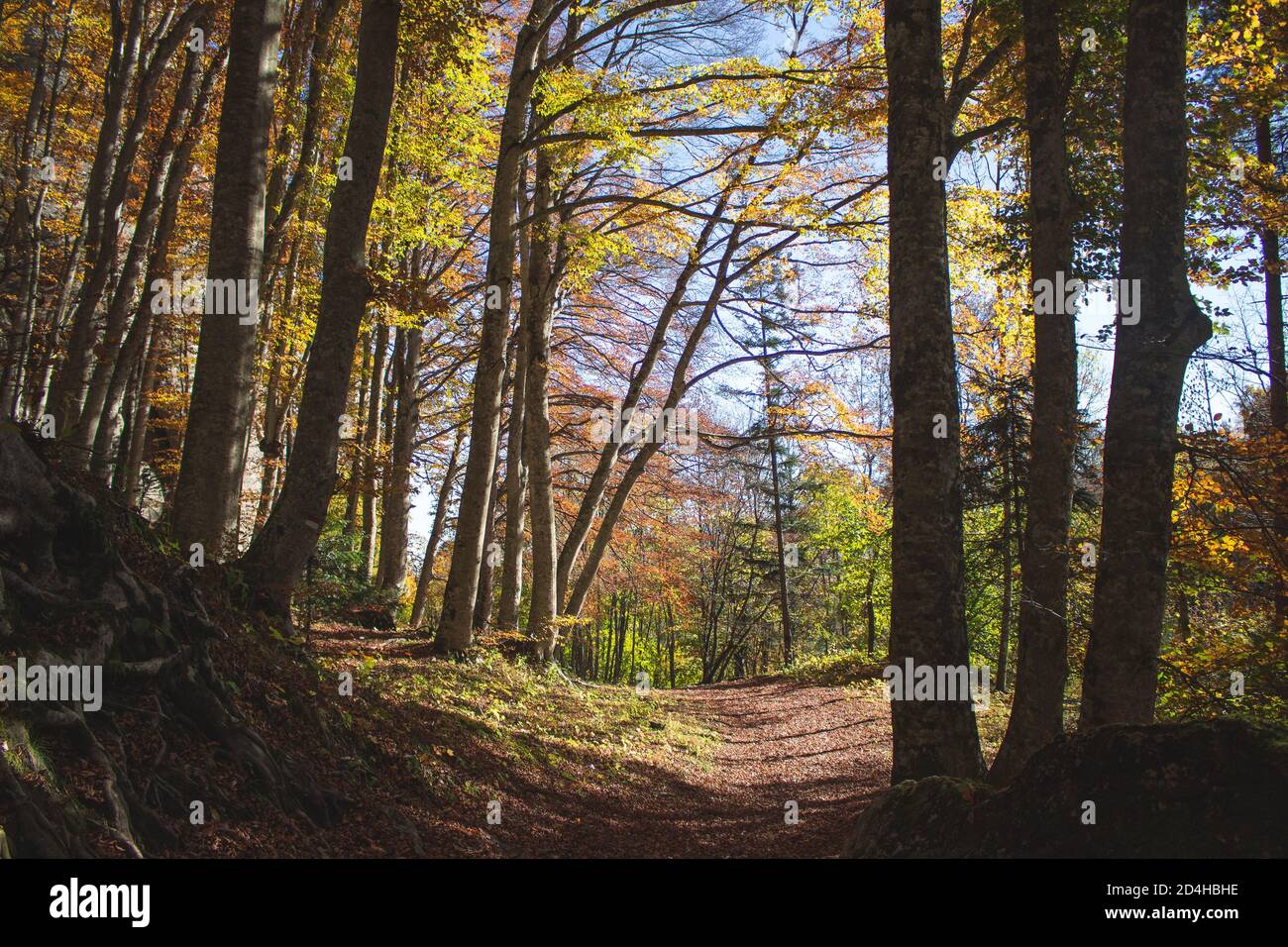 forest wood tree autumn Stock Photo - Alamy