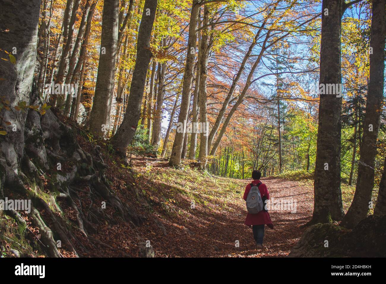 Forest color hi-res stock photography and images - Alamy