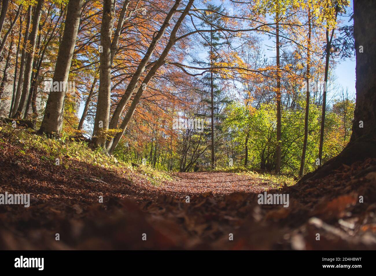 forest wood tree autumn Stock Photo - Alamy