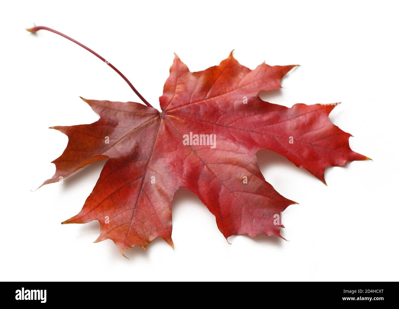 Autumn maple leaf isolated on white background with shadows, clipping ...
