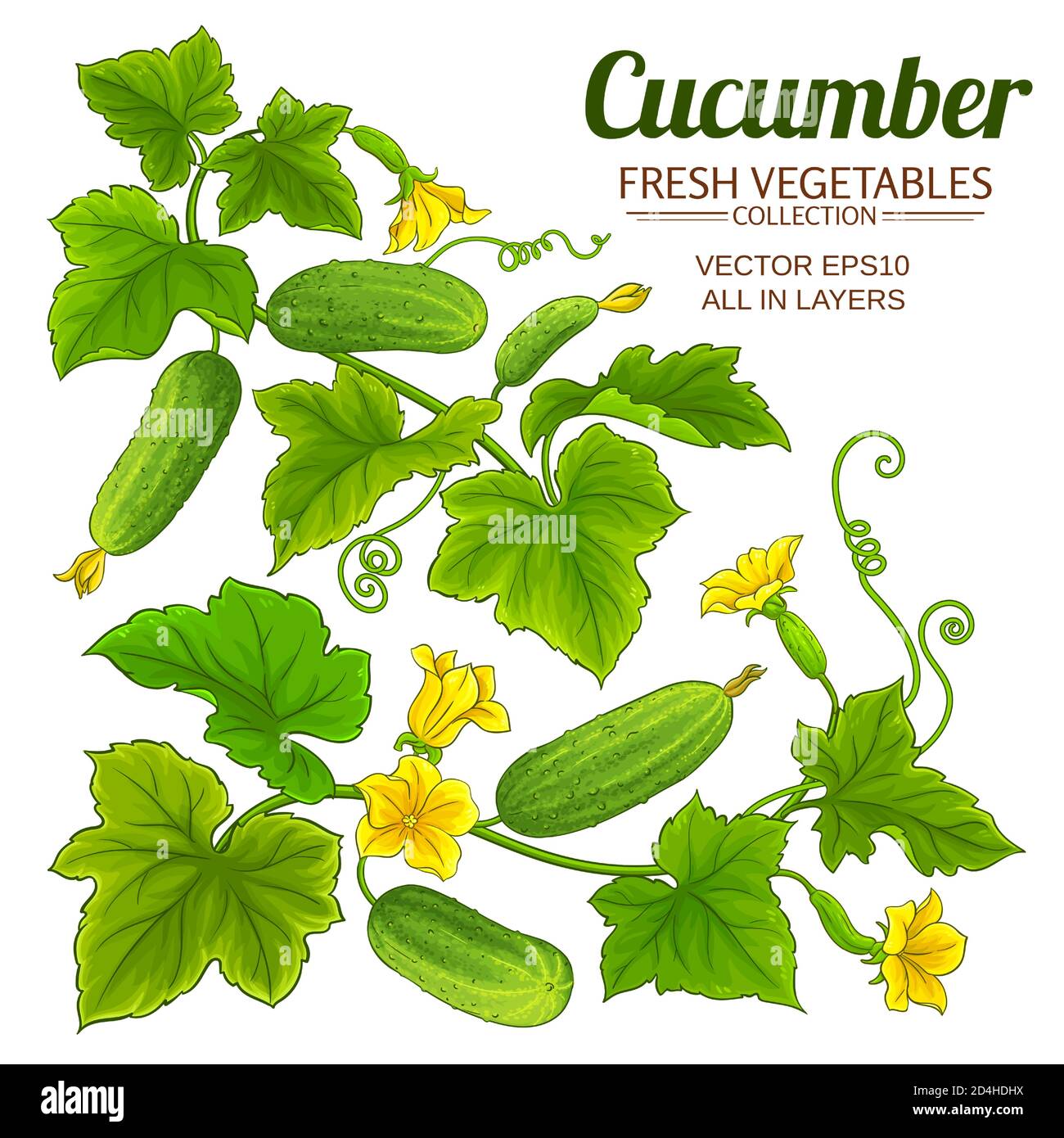 cucumber vector set Stock Vector Image & Art - Alamy