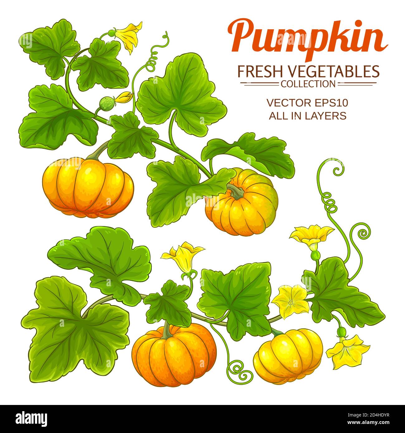 pumpkin vector set Stock Vector Image & Art - Alamy