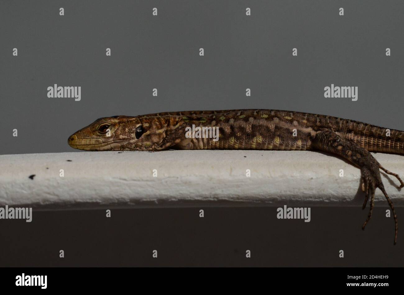 Macro of Small Lizard Stock Photo - Alamy