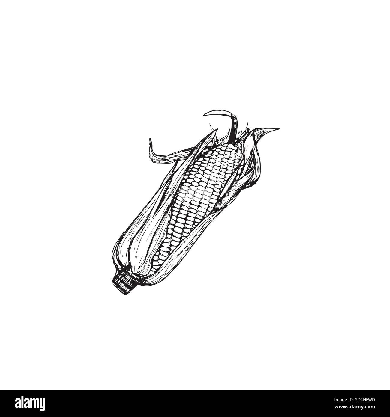 Maize engraving Stock Vector Images - Alamy