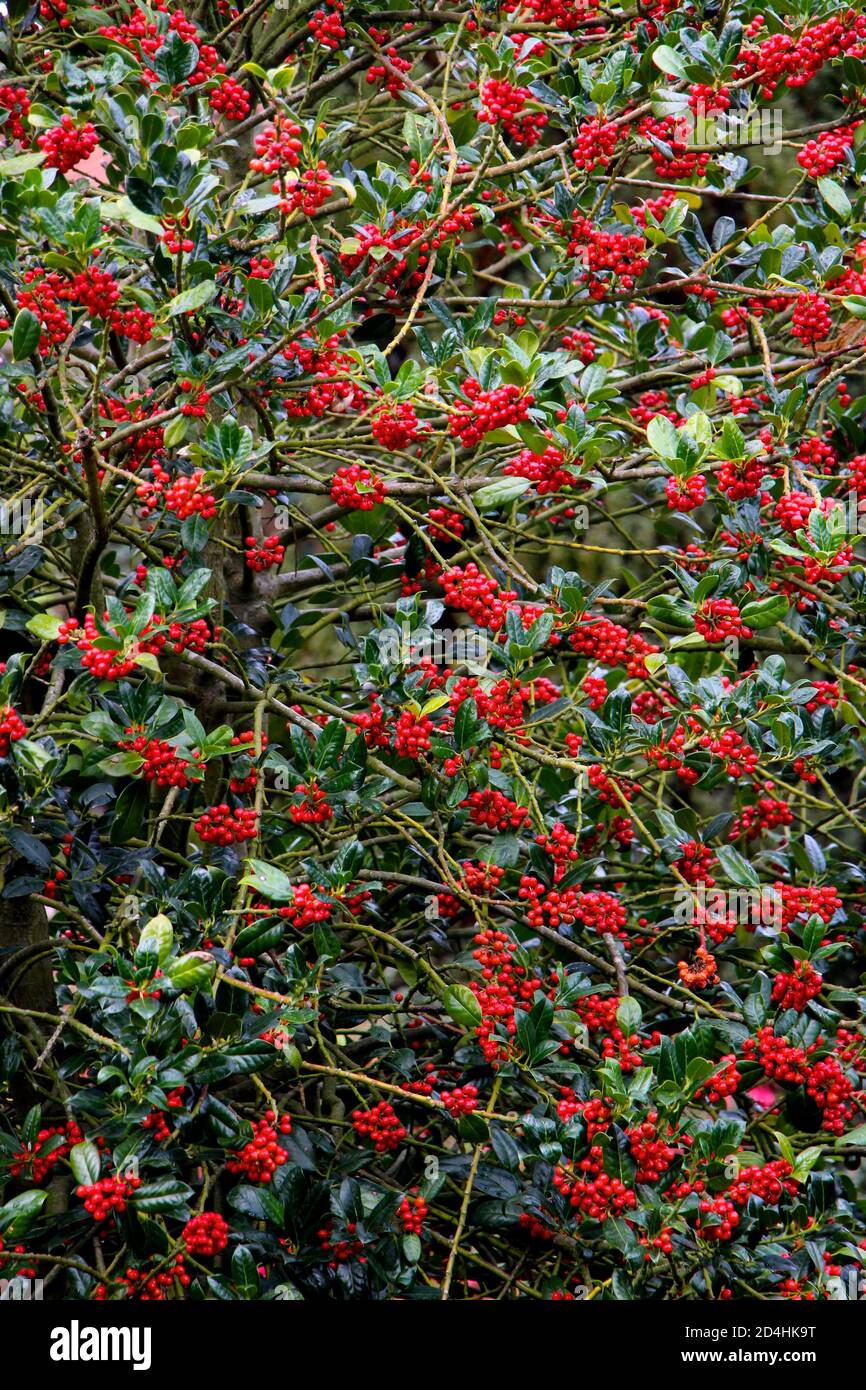 Red berries growing on a bush in a street in Riddlesdown Surrey England ...