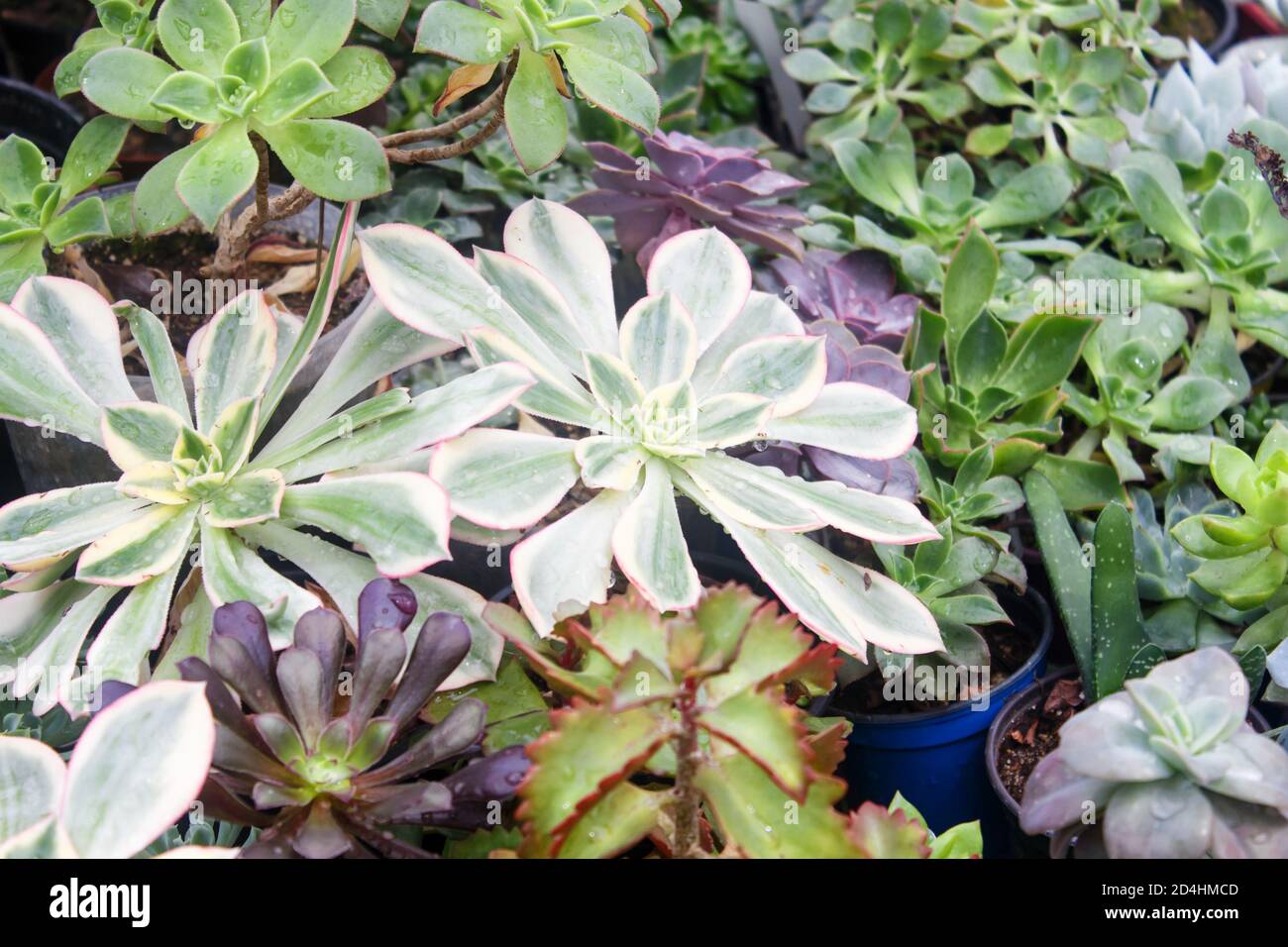 various types of succulent in flower pots in the greenhouse. Closeup ...