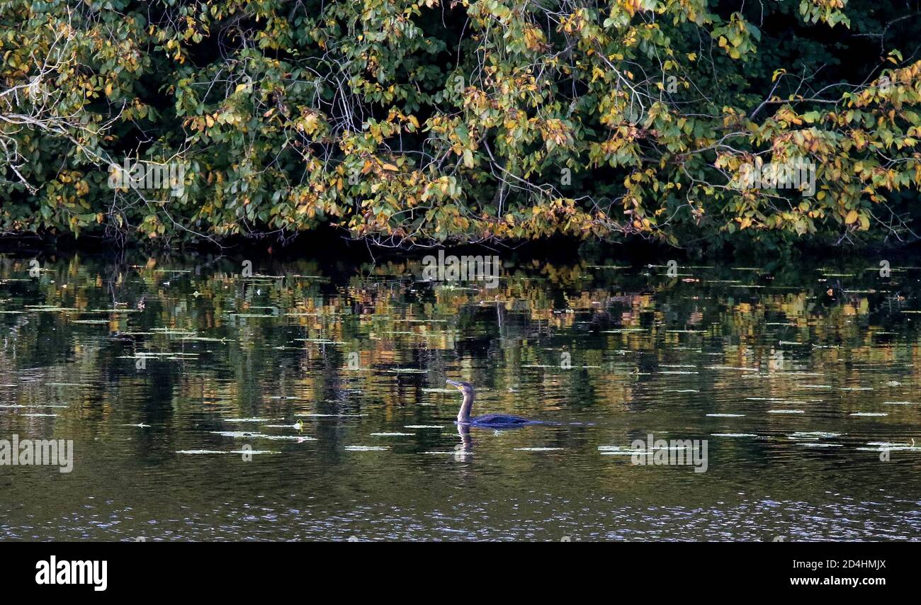 The Broadwater, Aghalee, County Antrim, Northern Ireland. 09 Oct 2020 ...