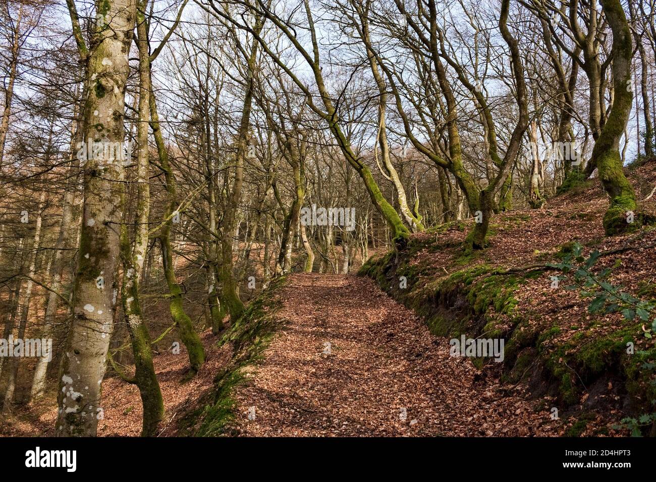 Forest path at fall with curved trees Stock Photo - Alamy
